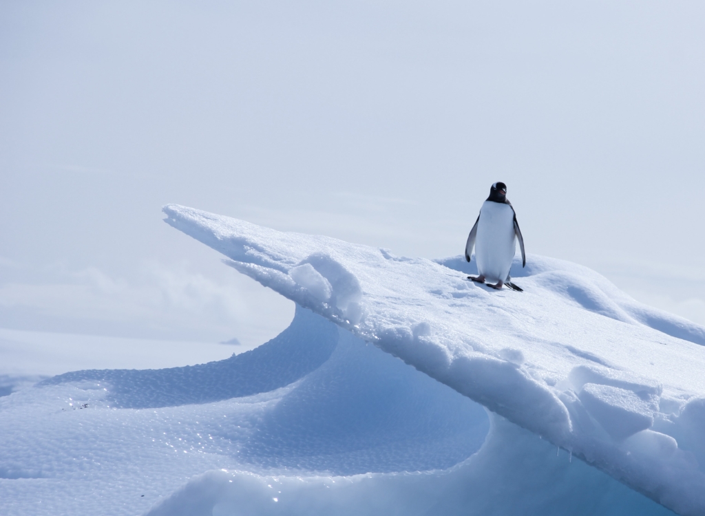 MulTipegs - Penguin Instruments