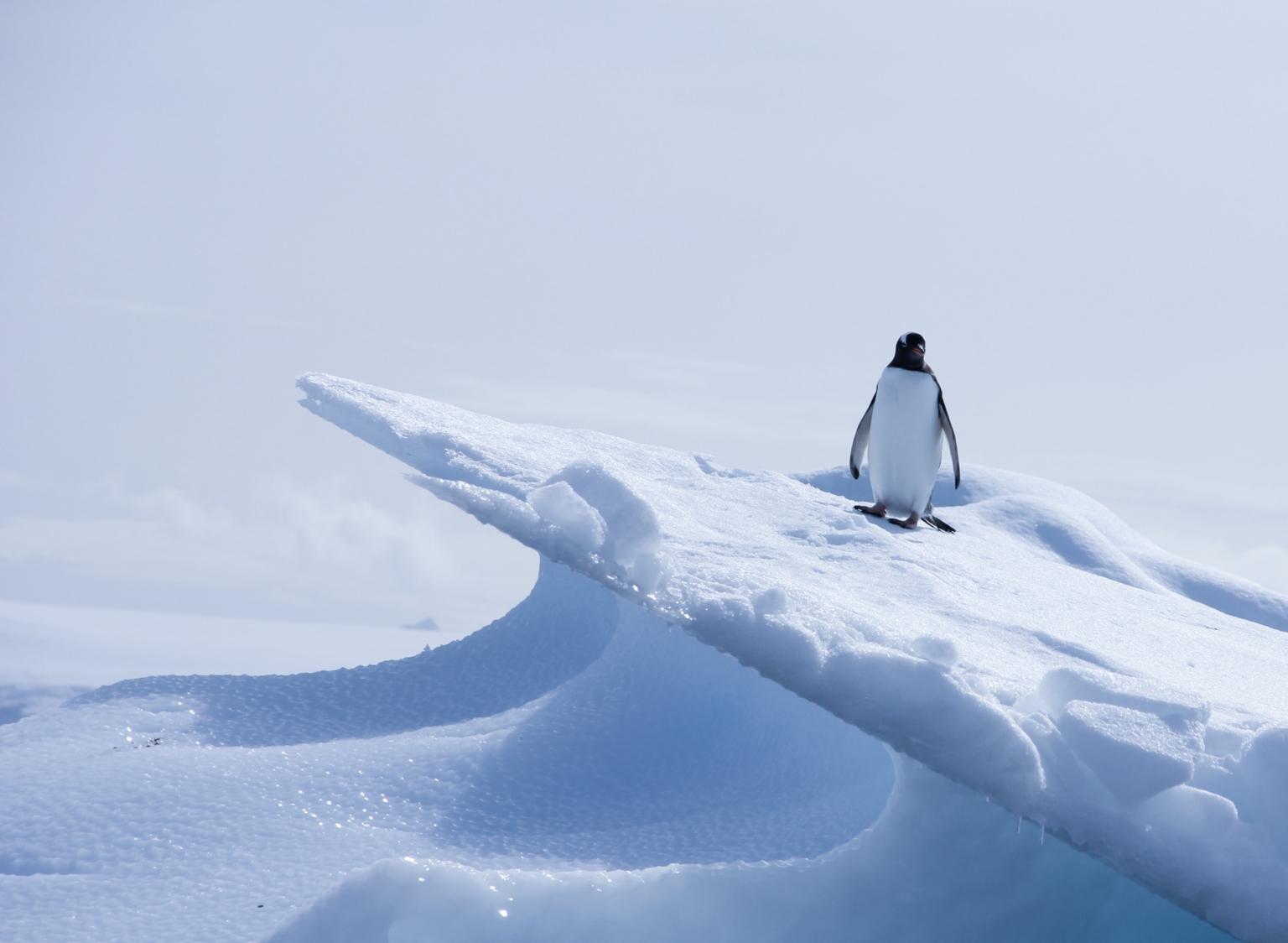 MulTipegs - Penguin Instruments